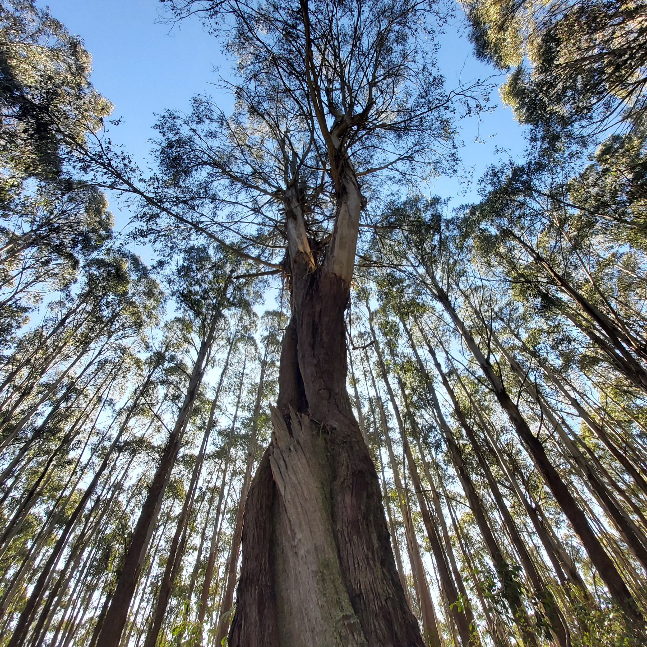 State of the Environment Report and what it means for Australians | GeoLink
